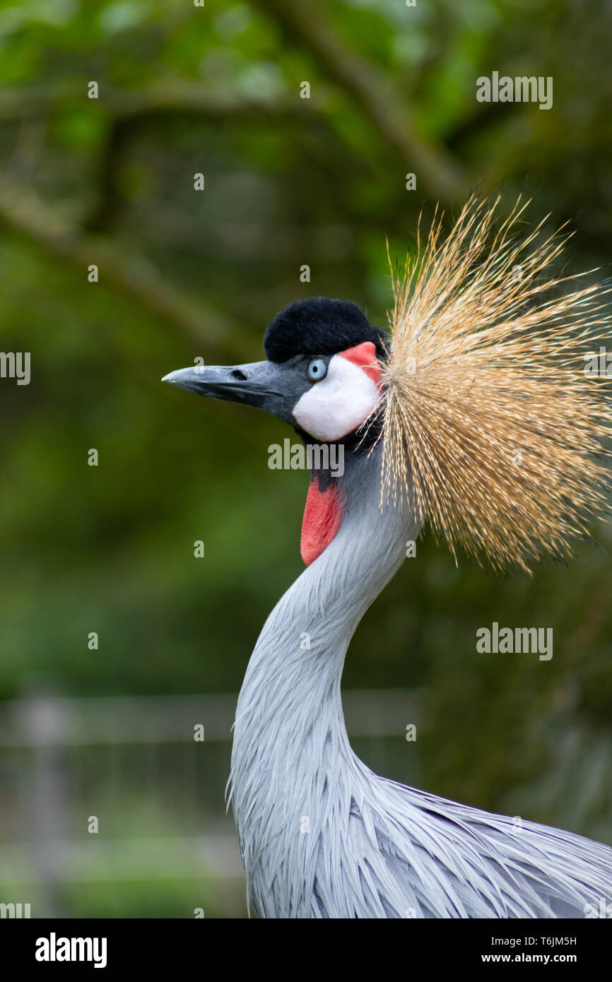 Portrait of a male african crowned crane with beautiful feathers and ...