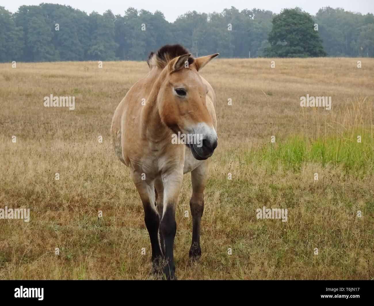Nature horse hi-res stock photography and images - Alamy