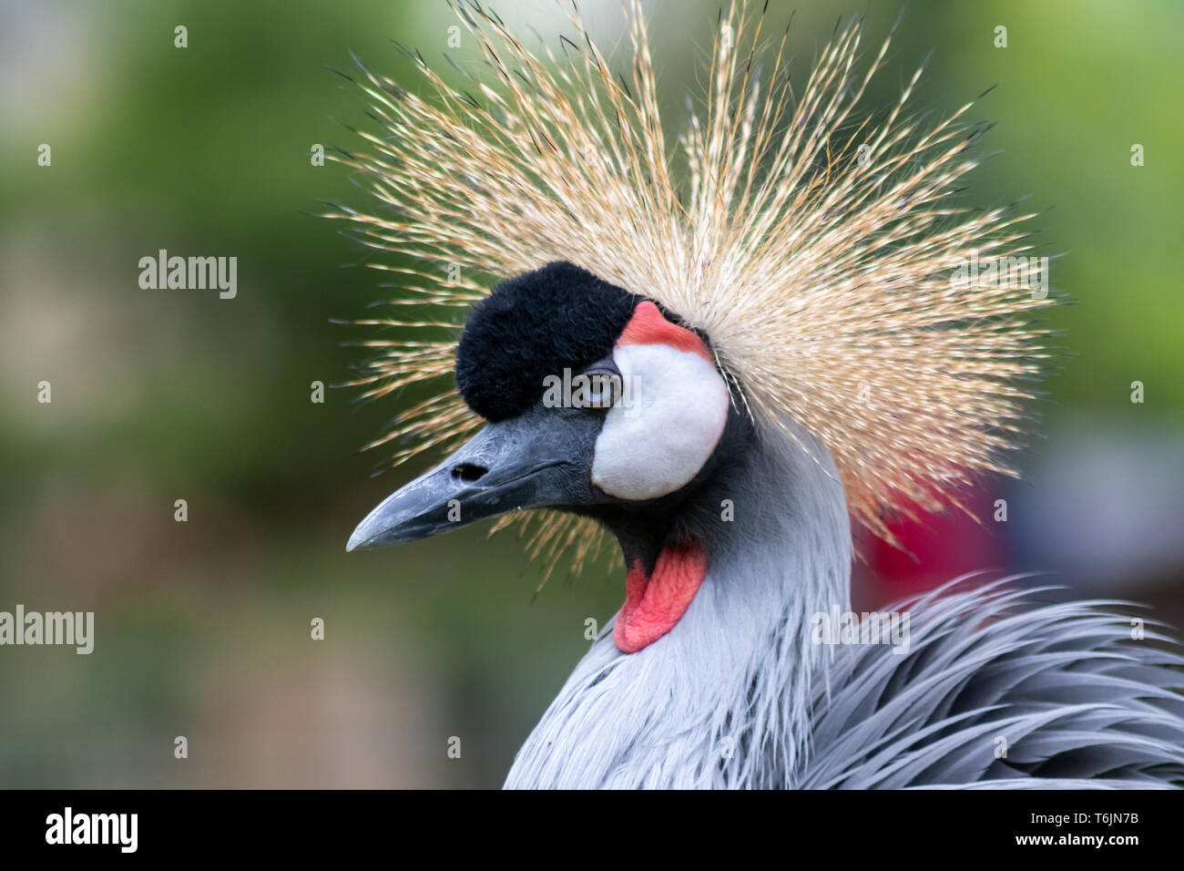Portrait of a male african crowned crane with beautiful feathers and ...