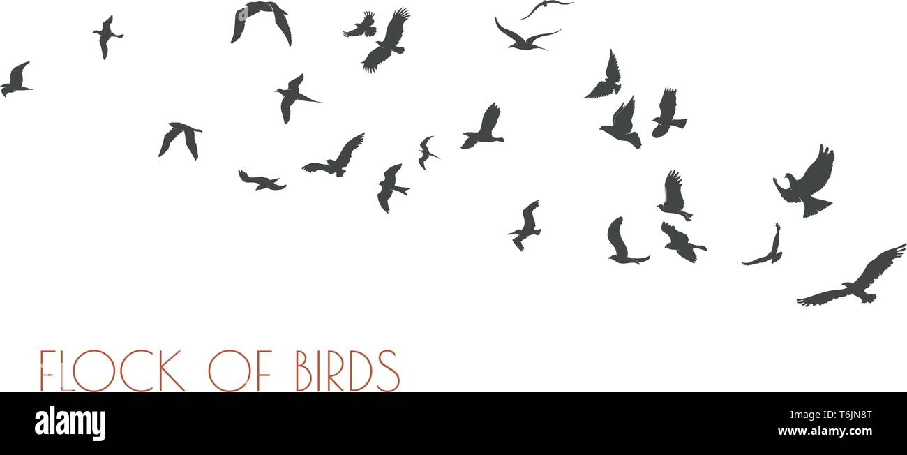 figures flock of flying birds on white background Stock Vector Image ...