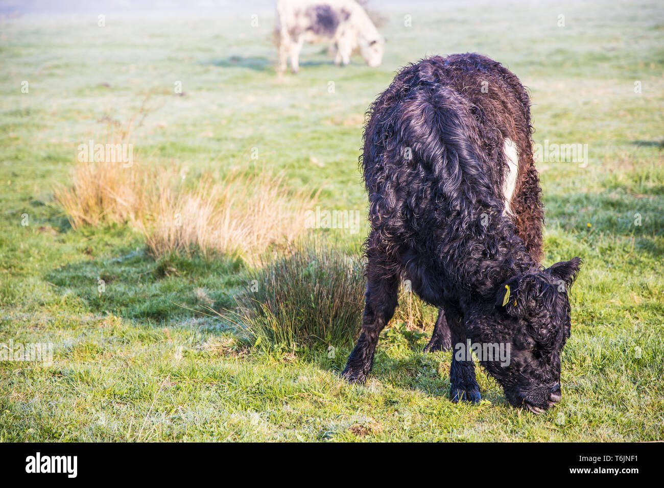Curly haired cow hi-res stock photography and images - Alamy