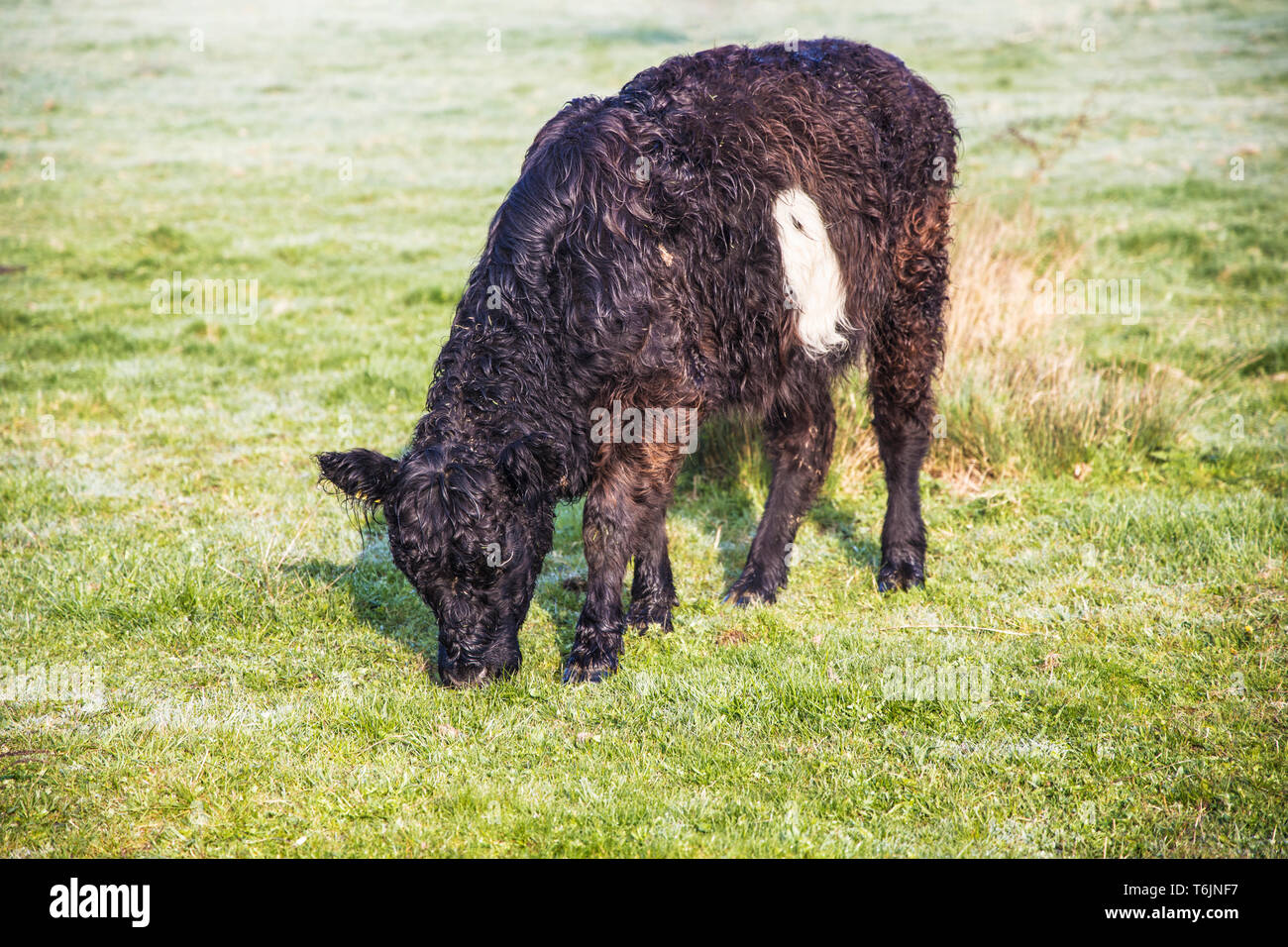 Curly haired cow hi-res stock photography and images - Alamy