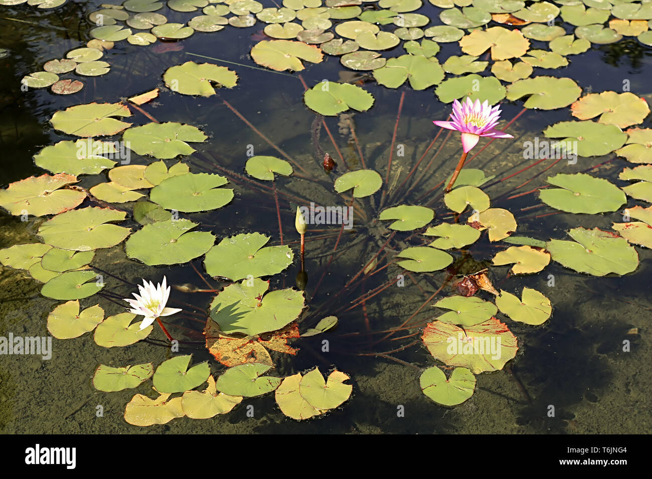 Water lilies in the pond inside the Sarona Garden, Tel Aviv, Israel ...