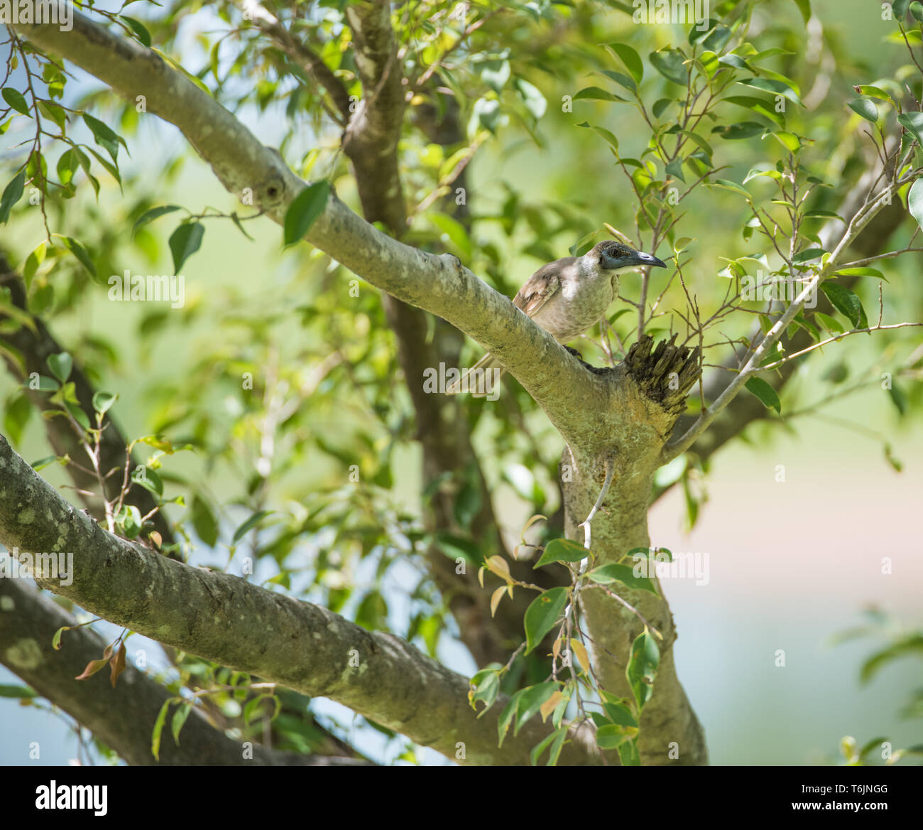 Little friarbird perched in tree in tropical Darwin, Australia Stock ...