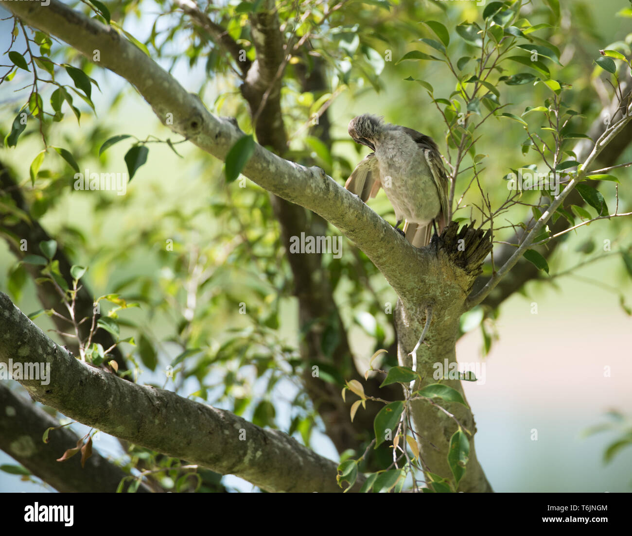 Australian friar bird hi-res stock photography and images - Alamy