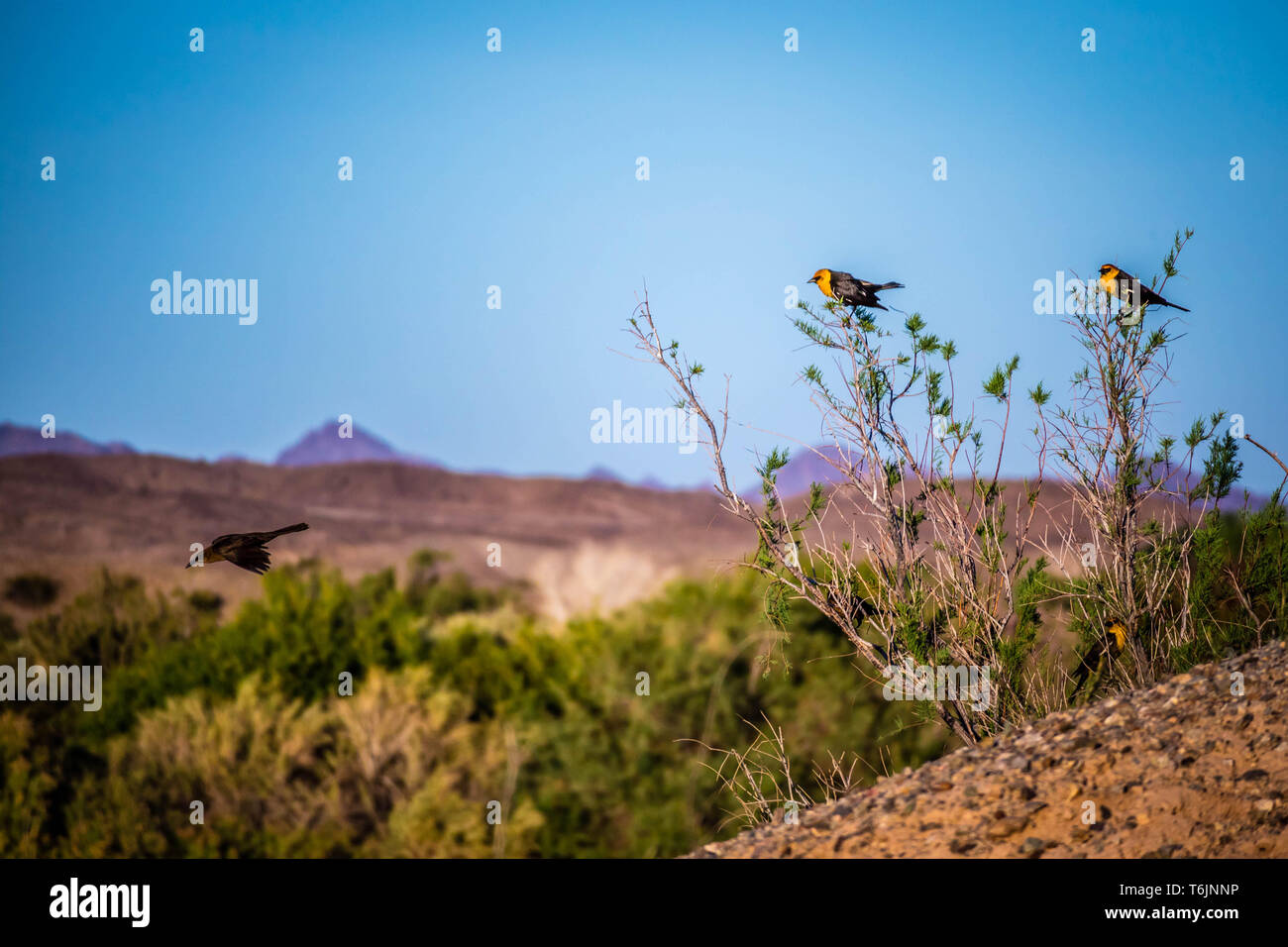 The state bird of arizona hi-res stock photography and images - Alamy