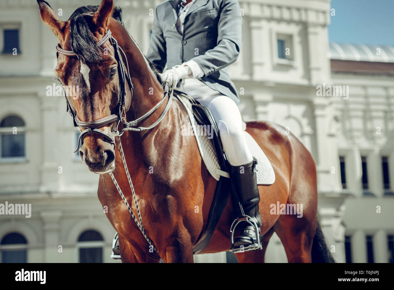 Young rider on back white hi-res stock photography and images - Alamy