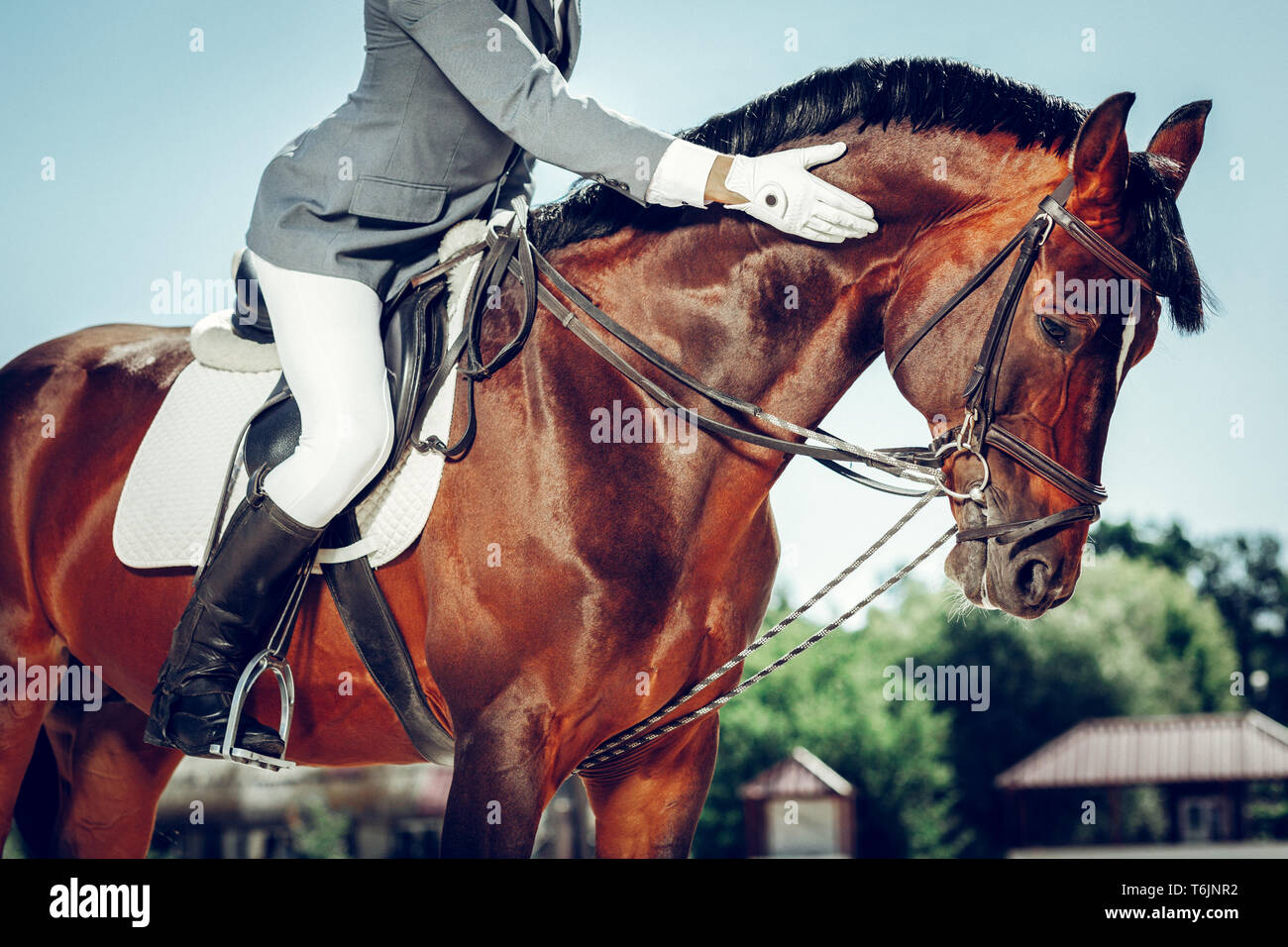 Professional nice male rider stroking his horse Stock Photo - Alamy
