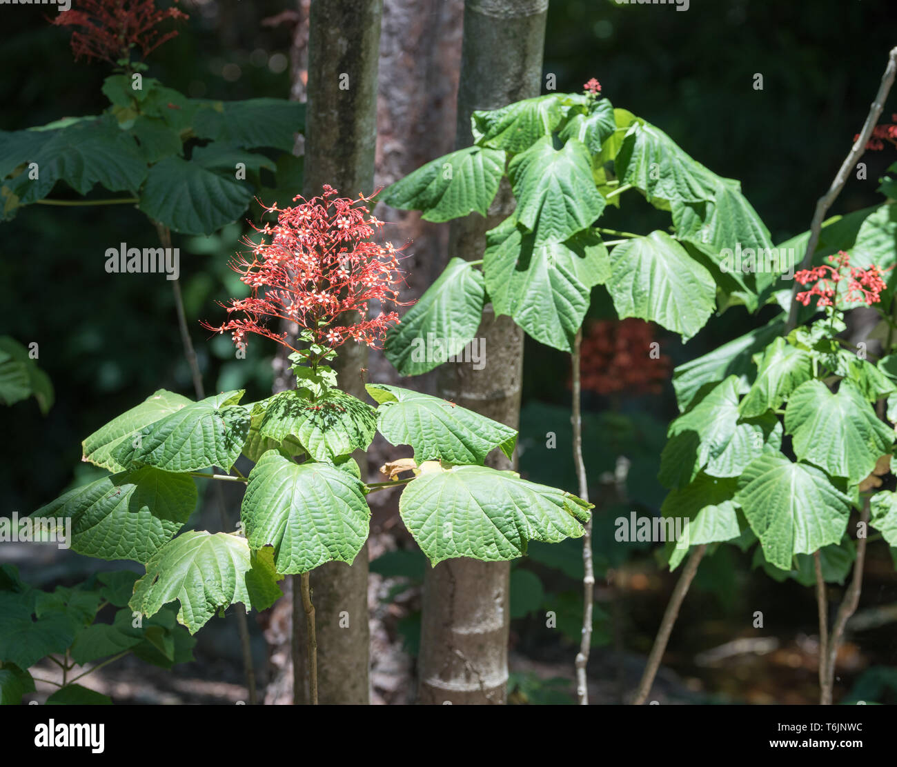 Beautiful red bleeding-heart flowering tropical plant on a sunny day in ...