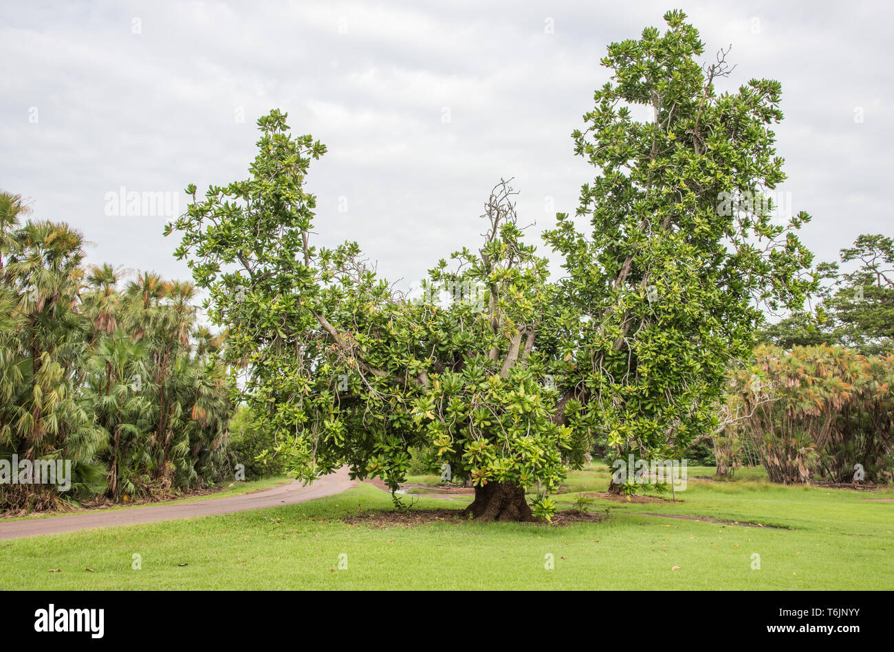 Large tree with unique shape in outdoor garden with path in Darwin ...