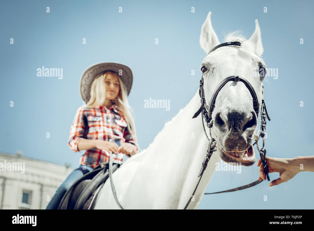 Low angle of a white horses face Stock Photo - Alamy