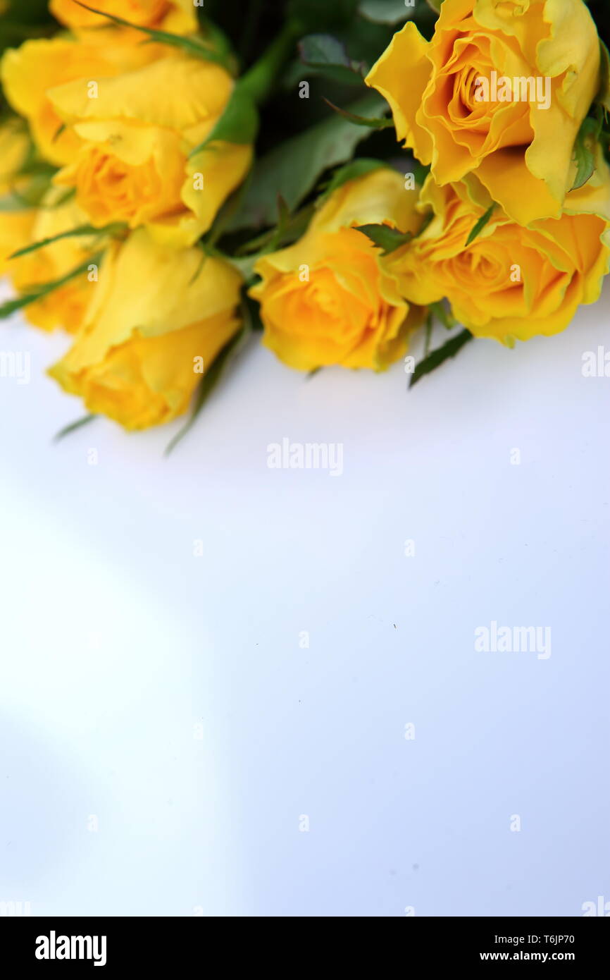 Rose flowers lie on a shiny light white ground. Buds of fresh and ...