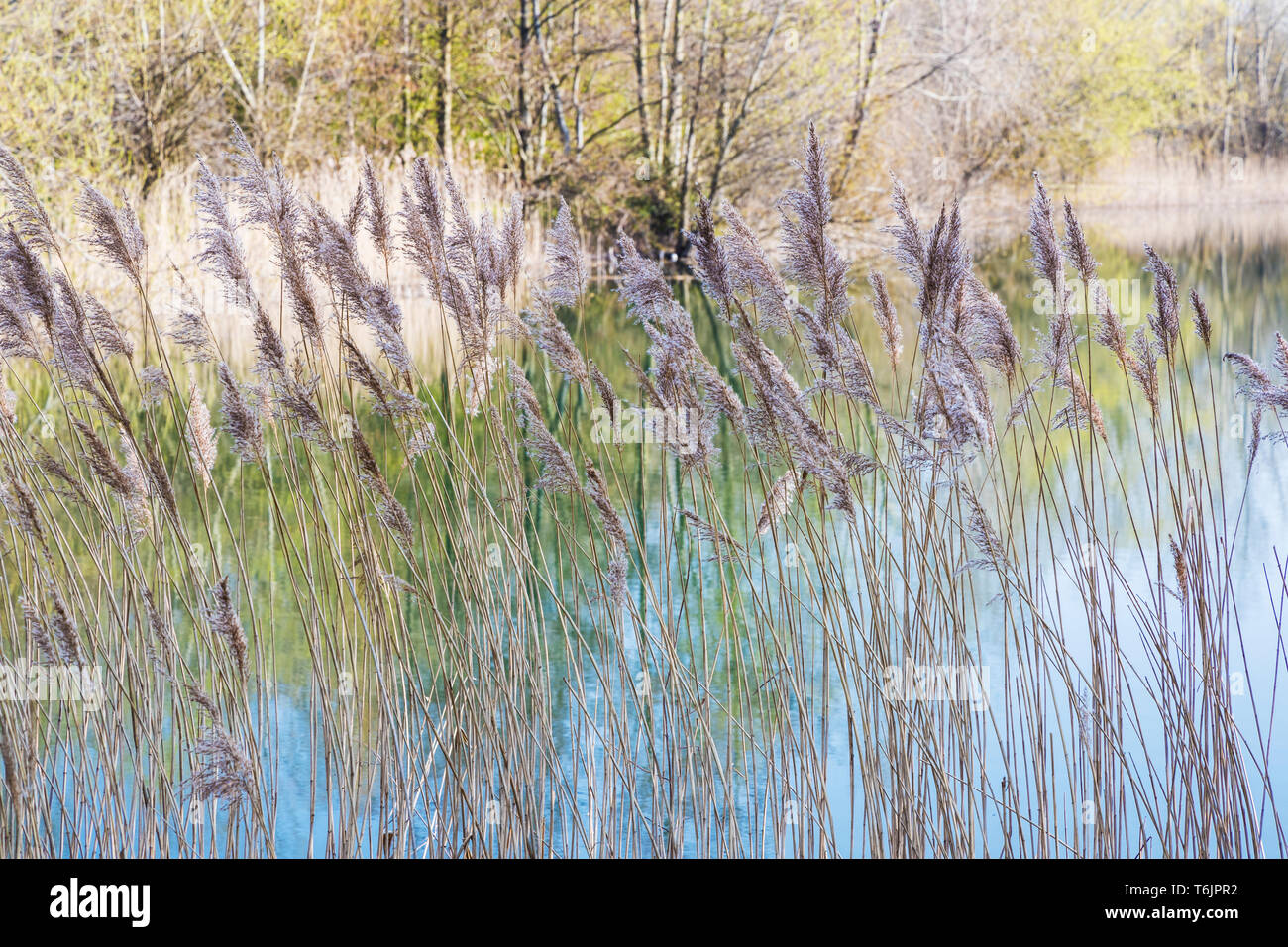 Reeds By Water High Resolution Stock Photography and Images - Alamy
