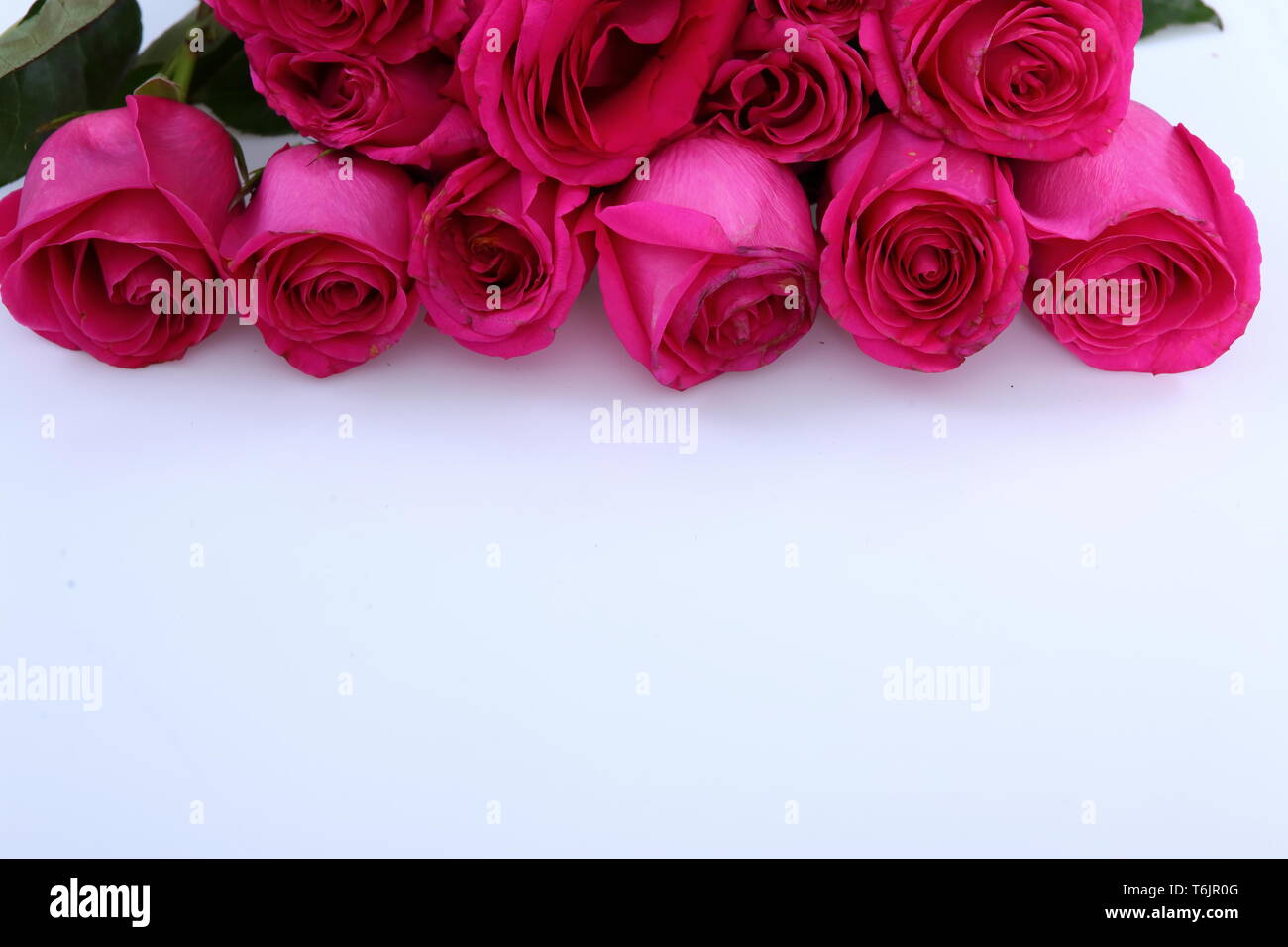 Rose flowers lie on a shiny light white ground. Buds of fresh and ...