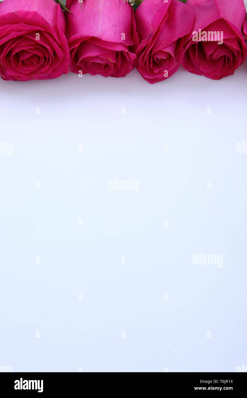 Rose flowers lie on a shiny light white ground. Buds of fresh and ...