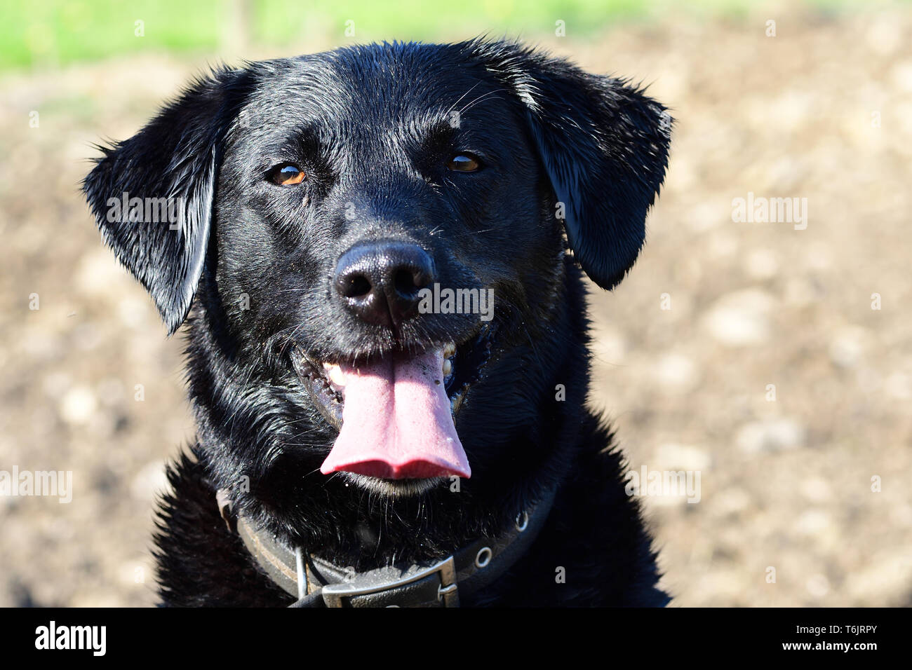 Head shot of a cute black Labrador Stock Photo - Alamy