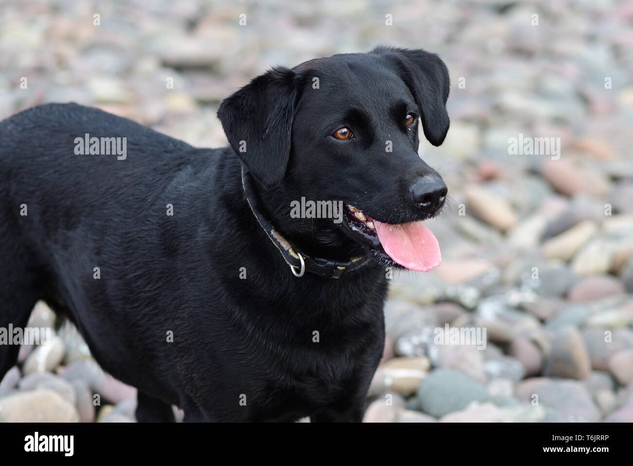 Black labrador retriever standing hi-res stock photography and images ...