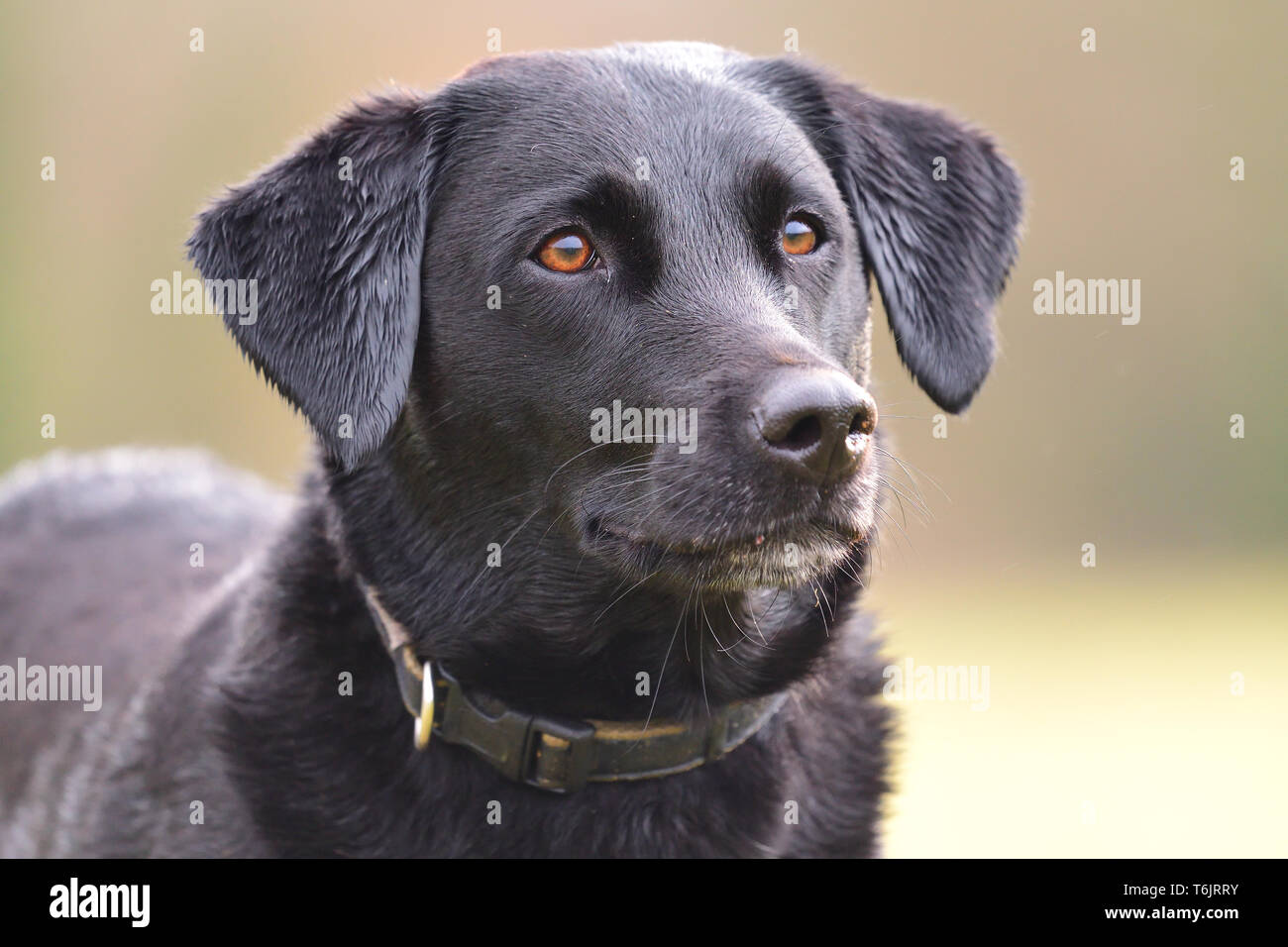 Outdoor portrait of a cute black Labrador Stock Photo - Alamy