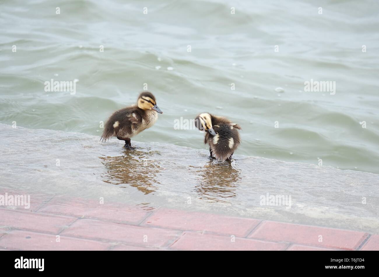 Two duck babies in the rain Stock Photo - Alamy