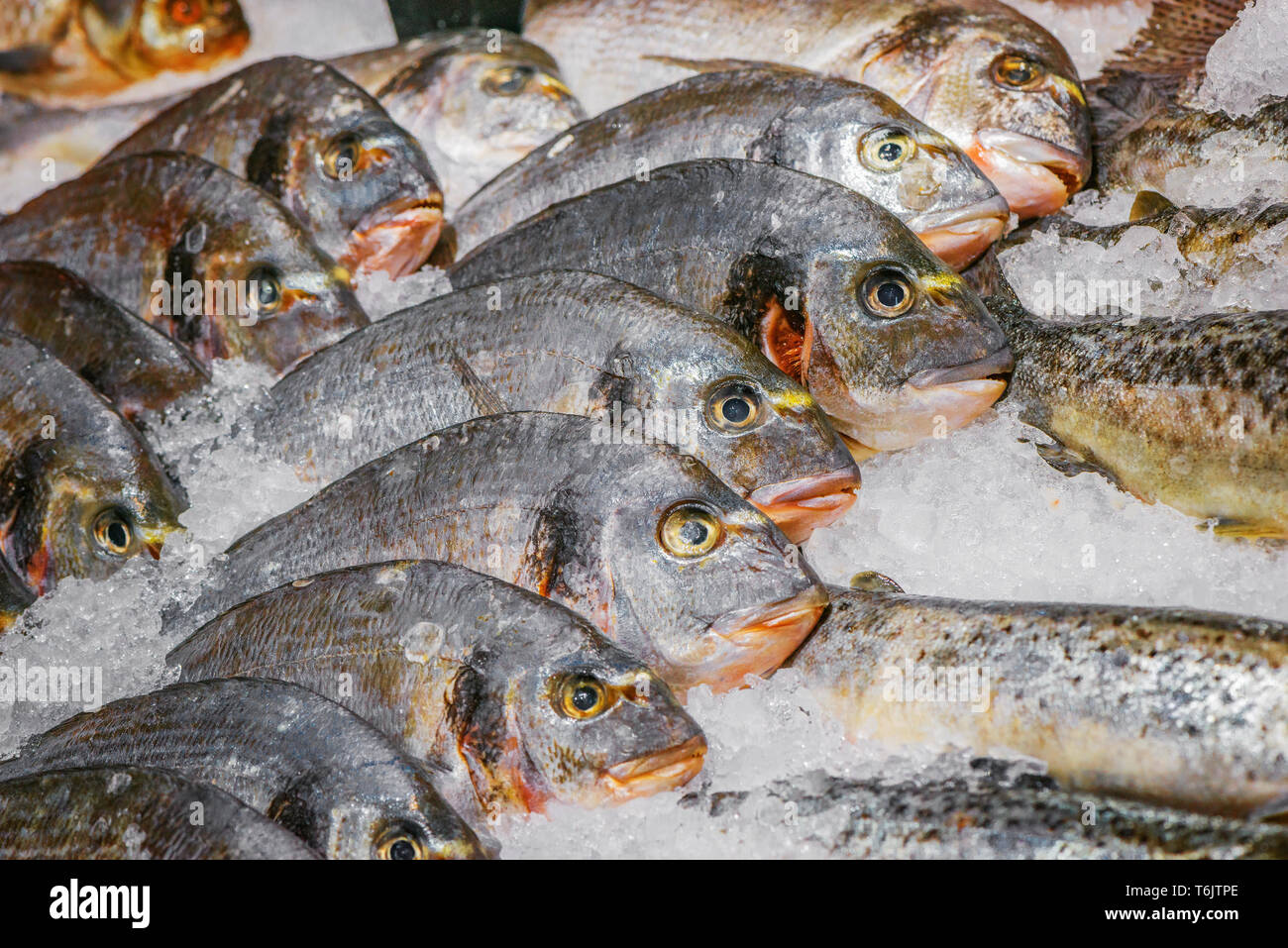 A lot of fresh raw fish on the store shelve with ice Stock Photo - Alamy
