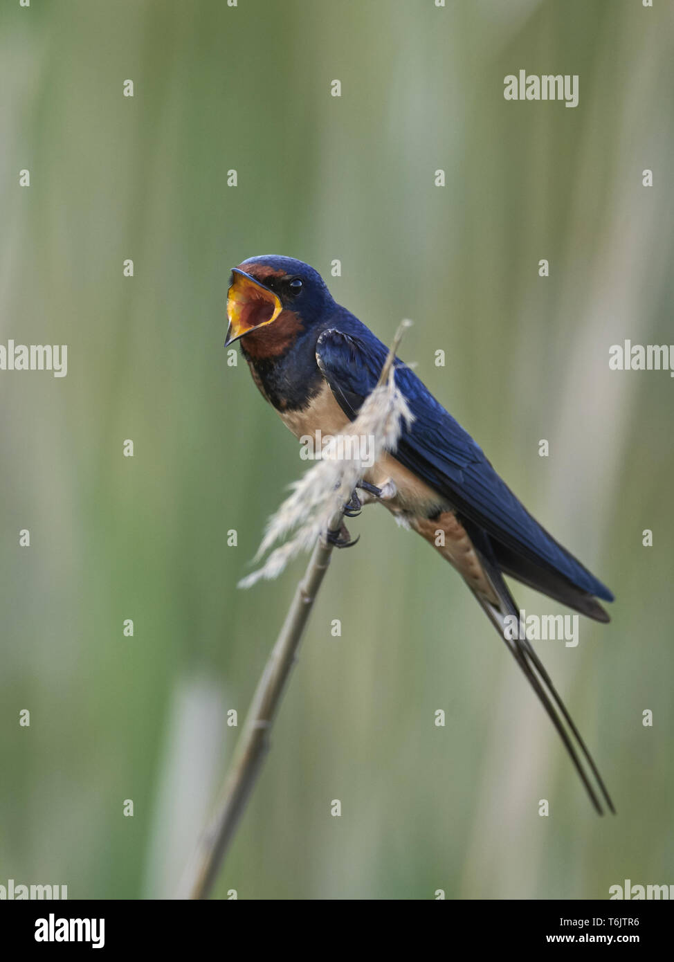 eurasian barn swallow, Hirundo rustica Stock Photo - Alamy