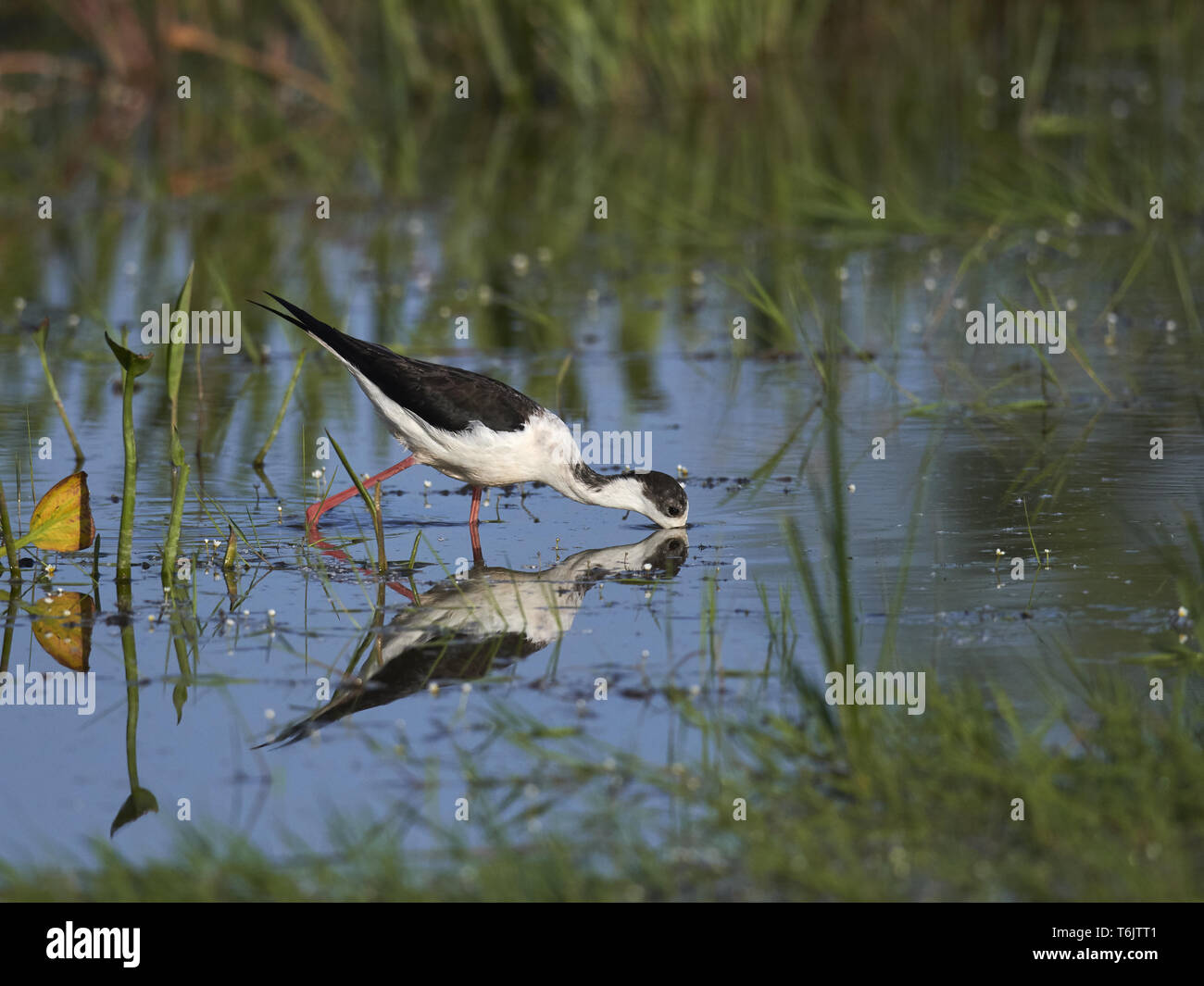 Common Stilt, Himantopus himantopus, North Sea, Europe Stock Photo - Alamy