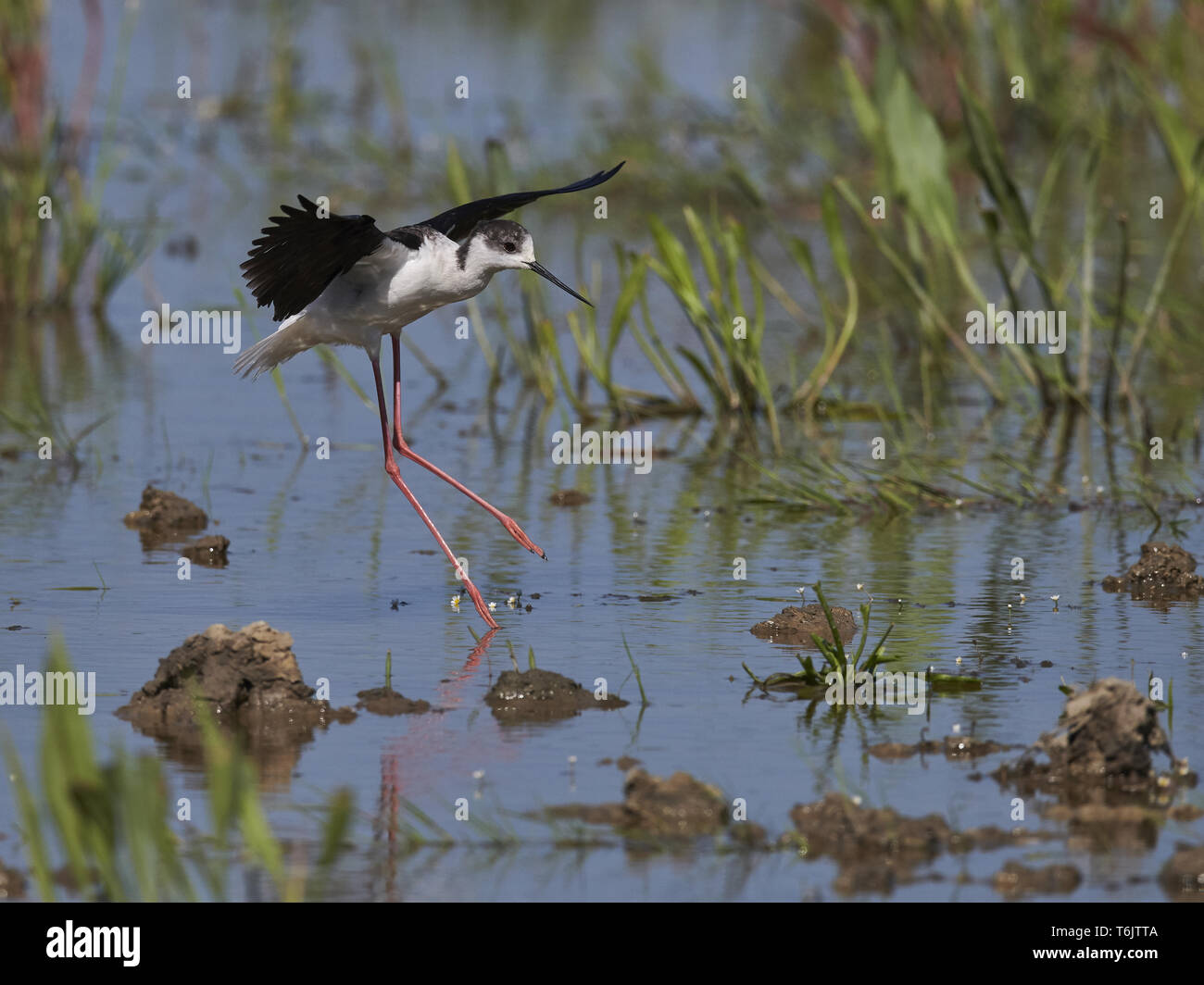 Common Stilt, Himantopus himantopus, North Sea, Europe Stock Photo - Alamy