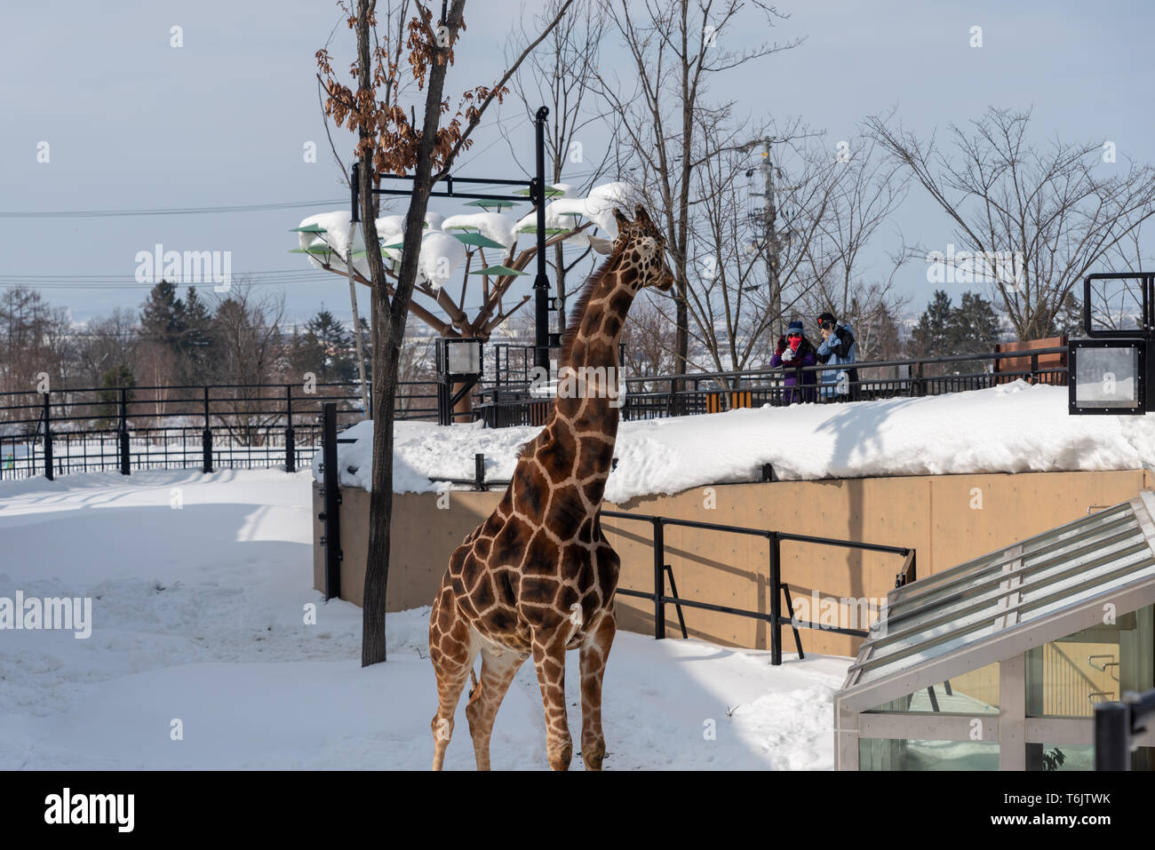 Cutest giraffe in Hokkaido, Japan Stock Photo - Alamy