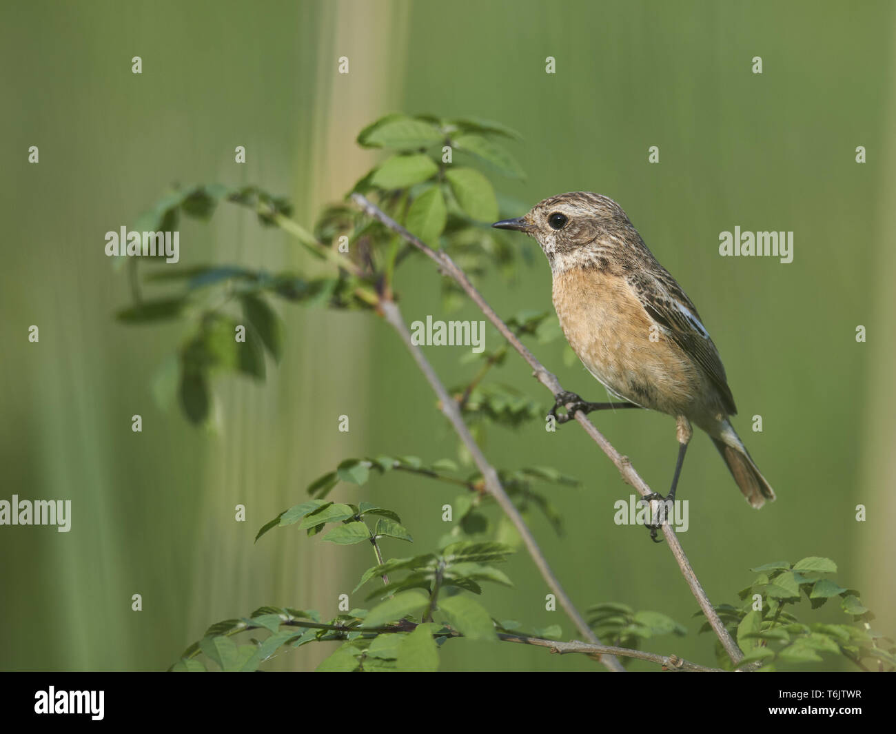 Common stonechat, Saxicola torquatus Stock Photo - Alamy