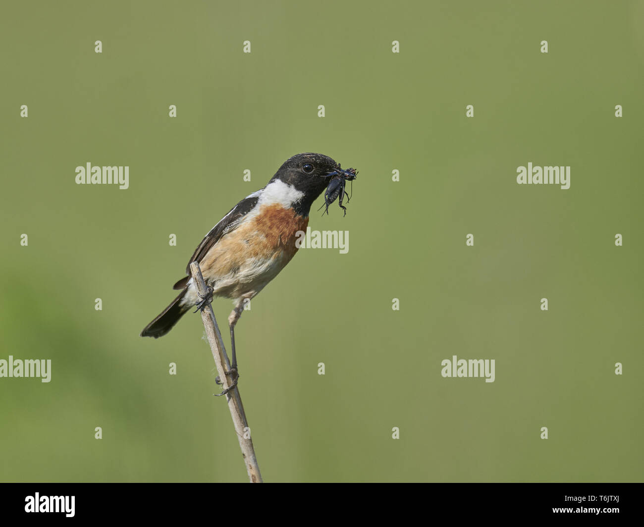 Common stonechat, Saxicola torquatus Stock Photo - Alamy