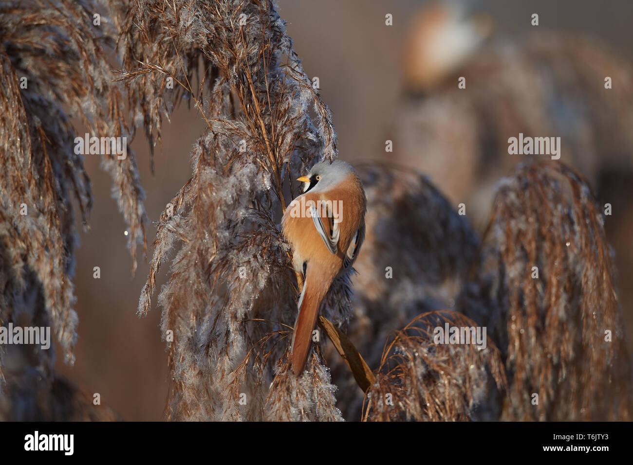 Bearded Reedling, Panurus biarmicus Stock Photo - Alamy