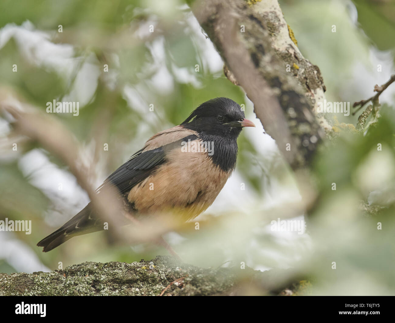 Rosy pastor hi-res stock photography and images - Alamy