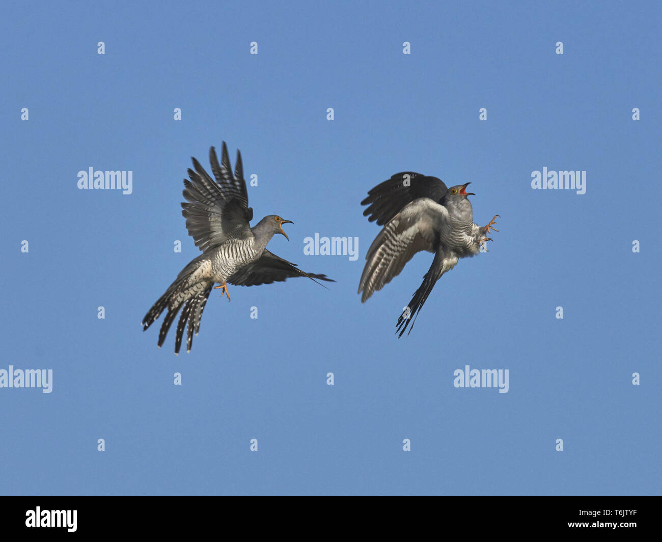 Common Cuckoo, Cuculus canorus, Kuckuck Stock Photo - Alamy