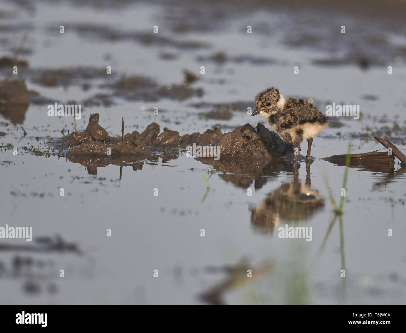 Peewit or kiewitz hi-res stock photography and images - Alamy