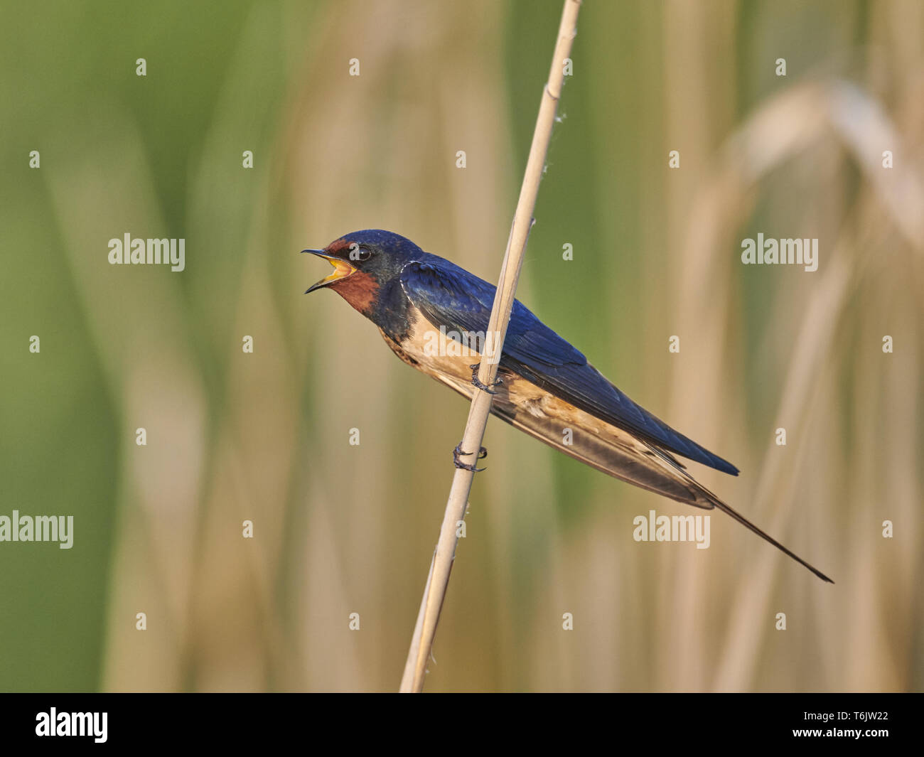 eurasian barn swallow, Hirundo rustica Stock Photo - Alamy