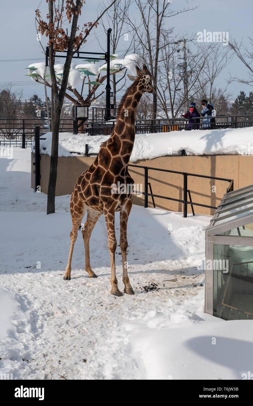 Cutest giraffe in Hokkaido, Japan Stock Photo - Alamy