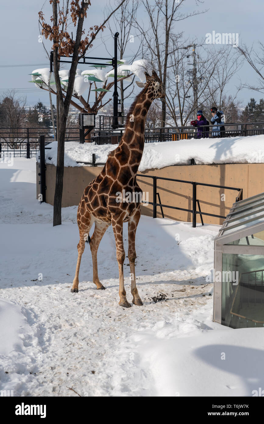 Cutest giraffe in Hokkaido, Japan Stock Photo - Alamy