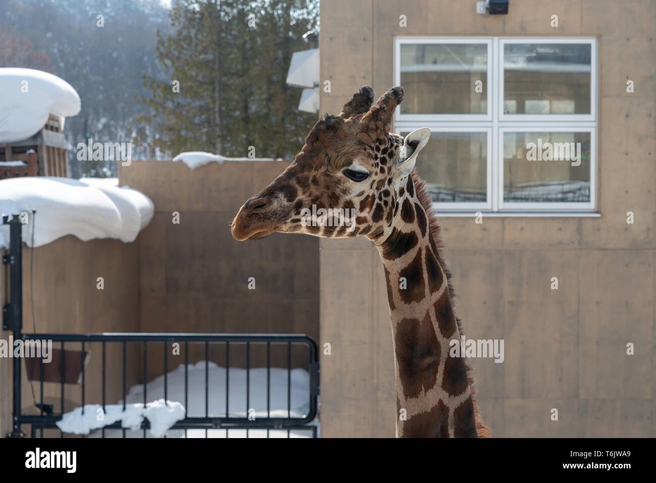 Giraffe zoo japan hi-res stock photography and images - Alamy