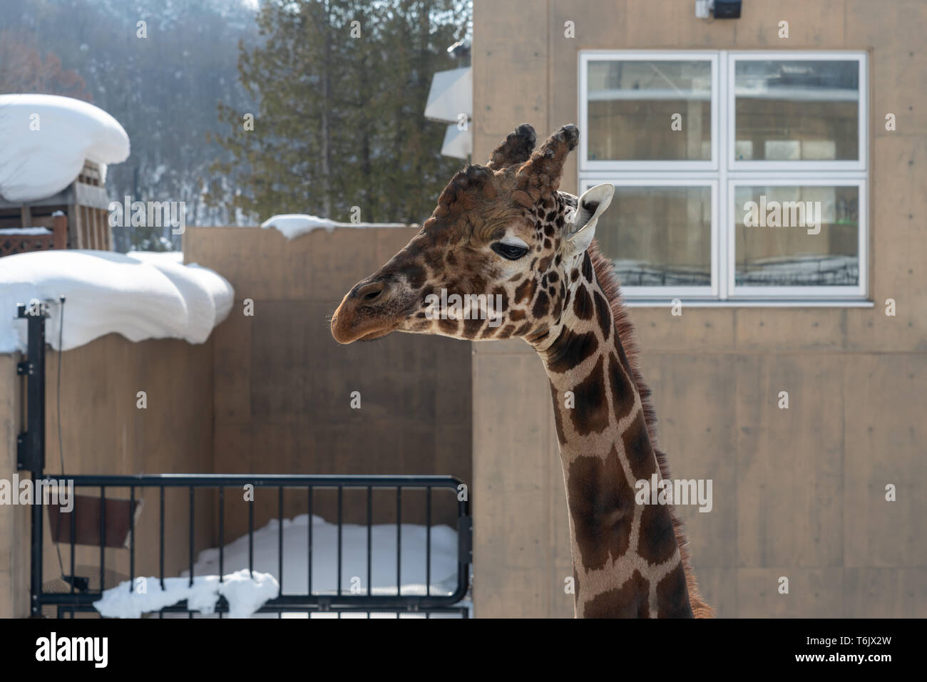 Cutest giraffe in Hokkaido, Japan Stock Photo - Alamy