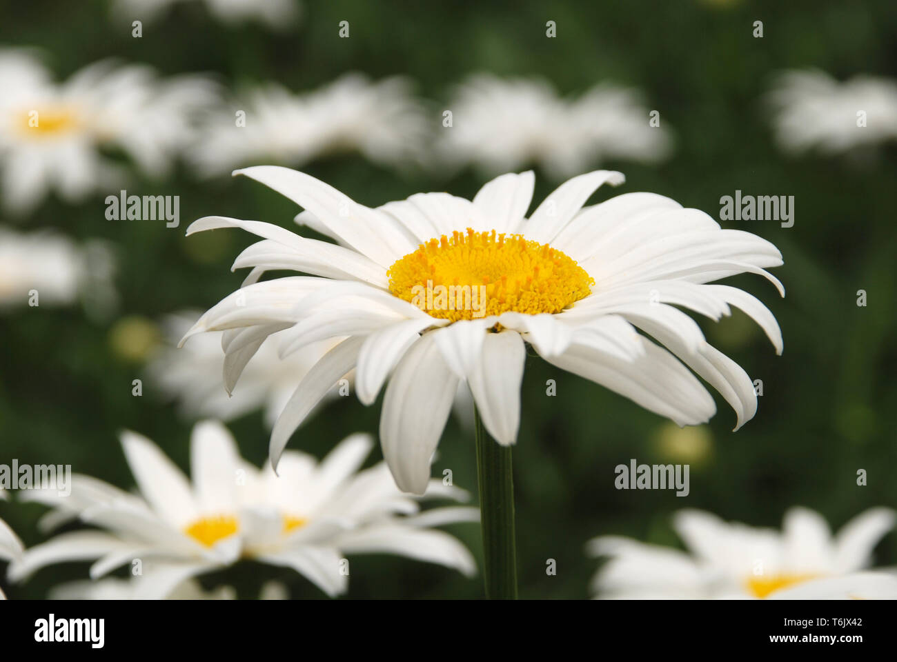 Flowering of daisies. Oxeye daisy, Leucanthemum vulgare, daisies ...