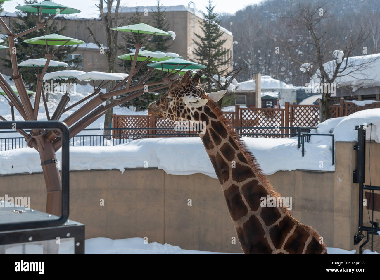 Giraffe zoo japan hi-res stock photography and images - Alamy