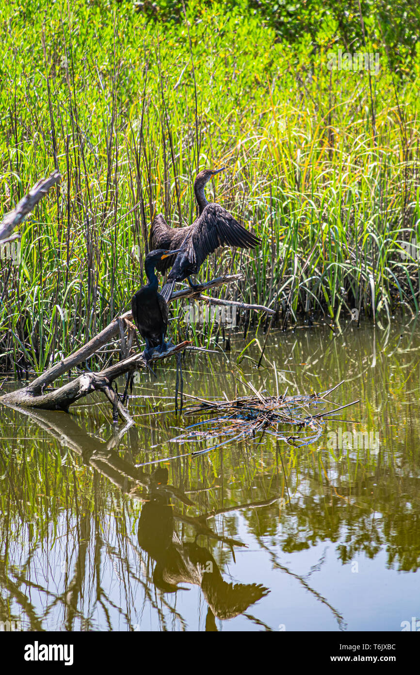 Birds of the wetland hi-res stock photography and images - Alamy