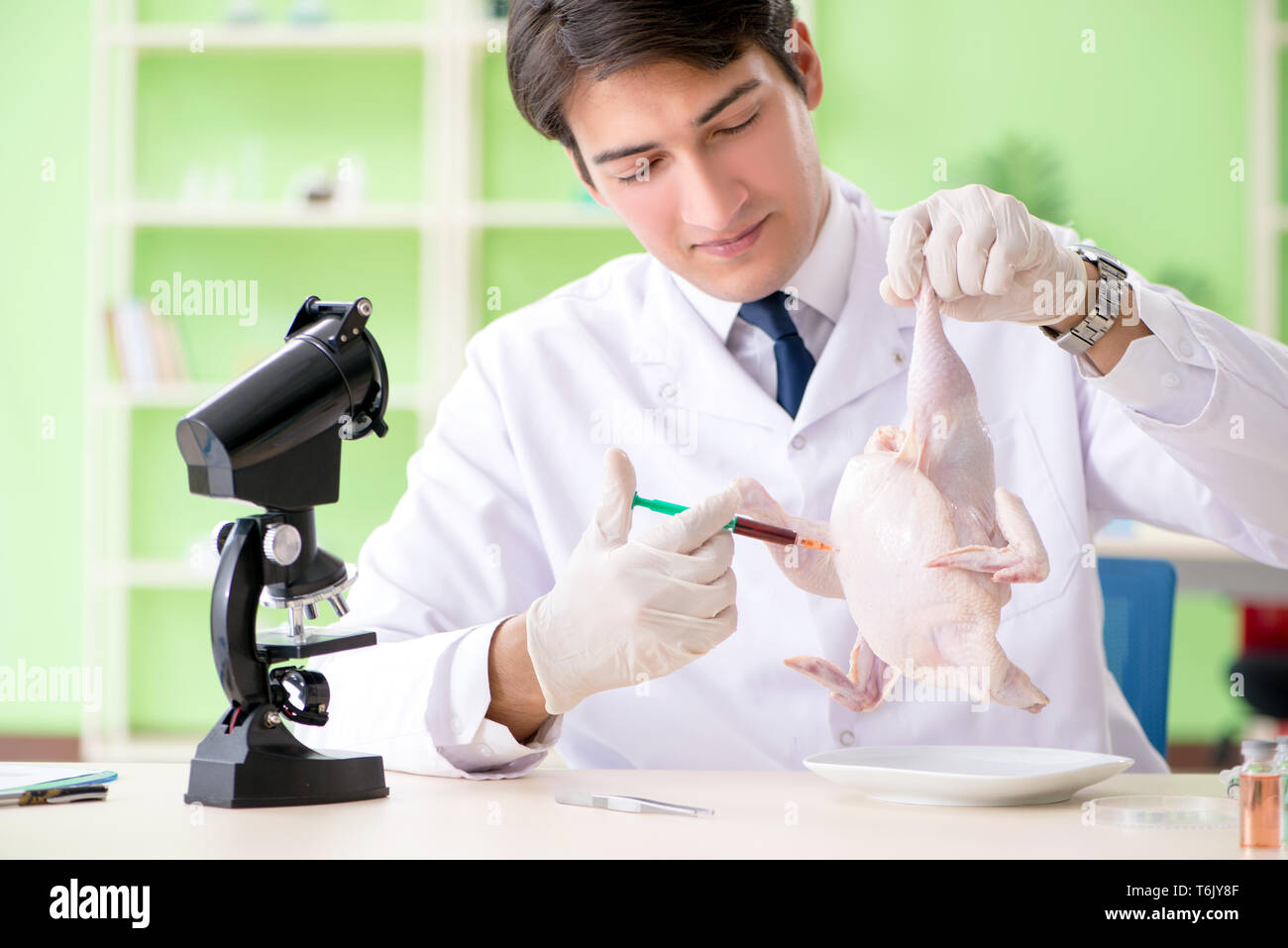 The lab assistant testing gmo chicken Stock Photo - Alamy