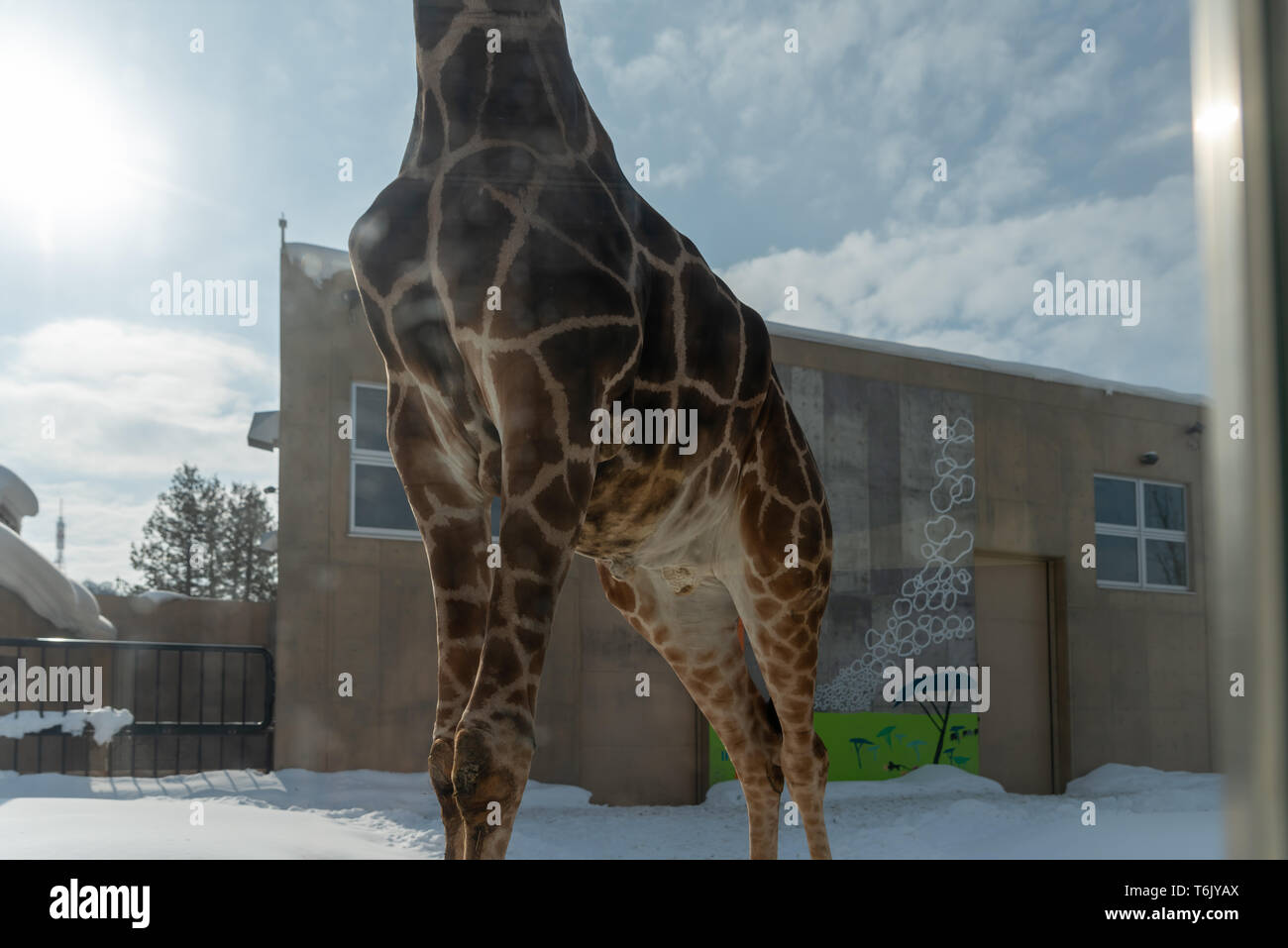 Giraffe zoo japan hi-res stock photography and images - Alamy