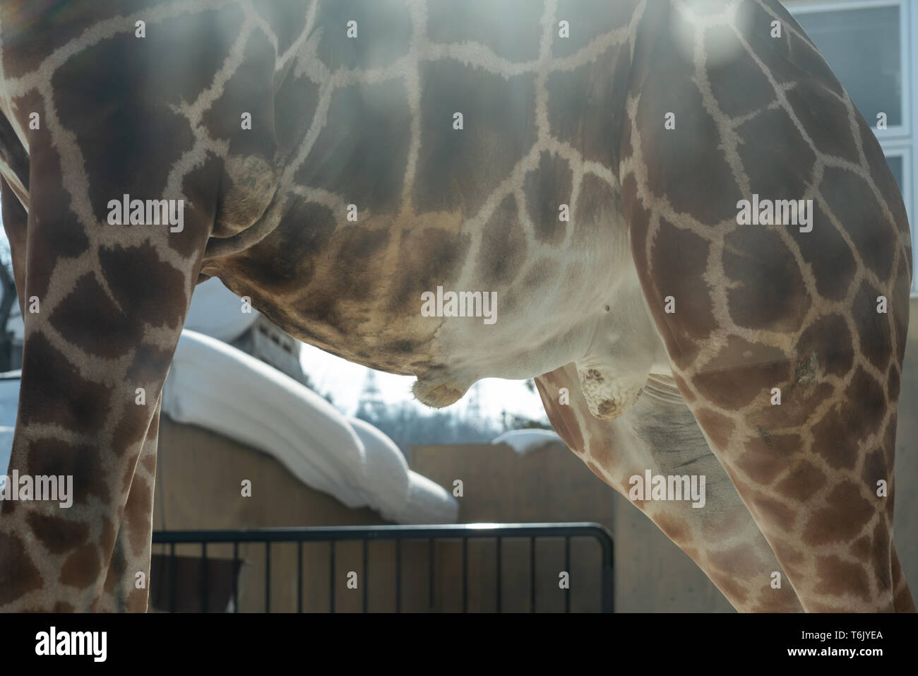 Cutest giraffe in Hokkaido, Japan Stock Photo - Alamy