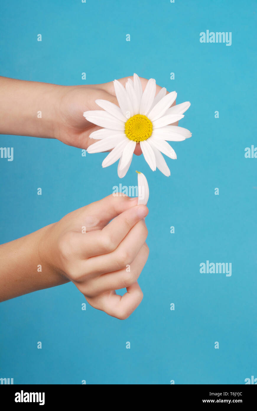 Daisy plucking petal hi-res stock photography and images - Alamy
