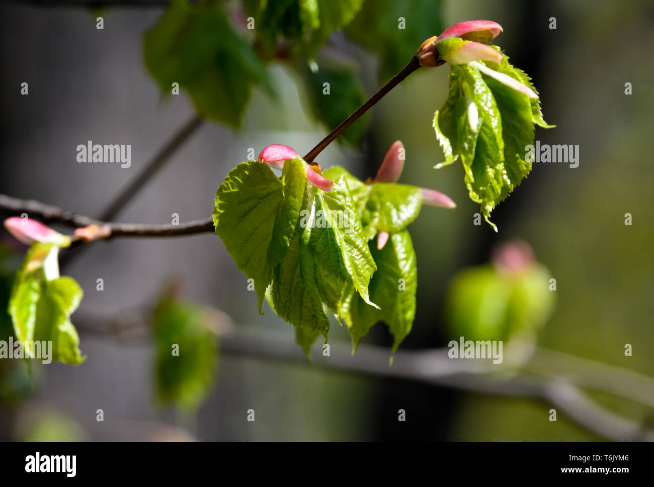 The first leaves Stock Photo - Alamy
