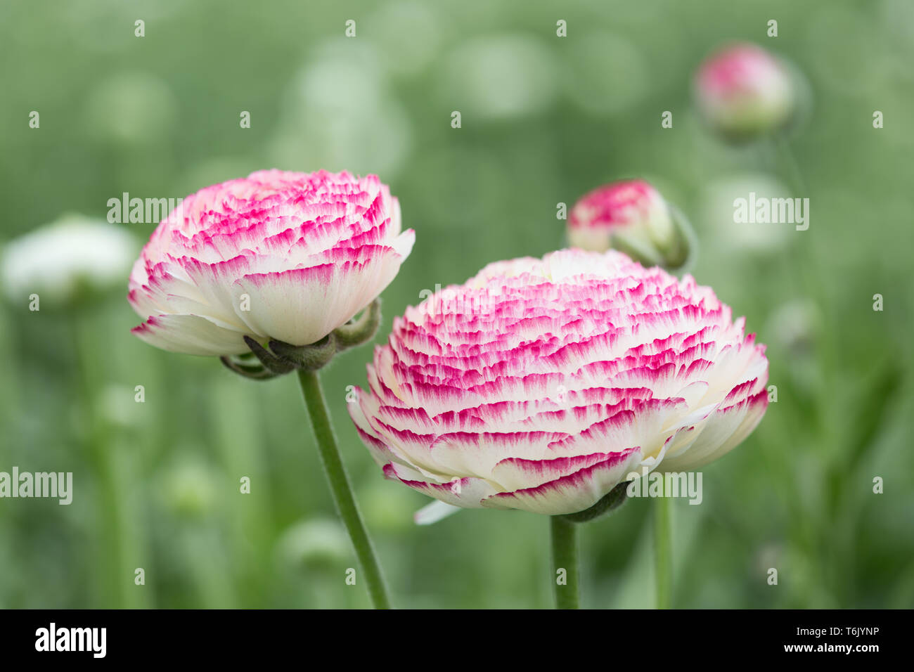 Cultivation of buttercup in greenhouse, photo with selective focus ...