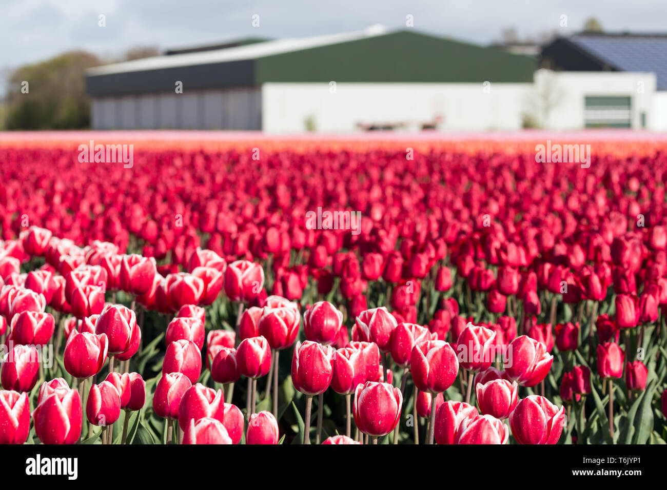 Dutch farmland with barn and colorful tulip field Stock Photo - Alamy