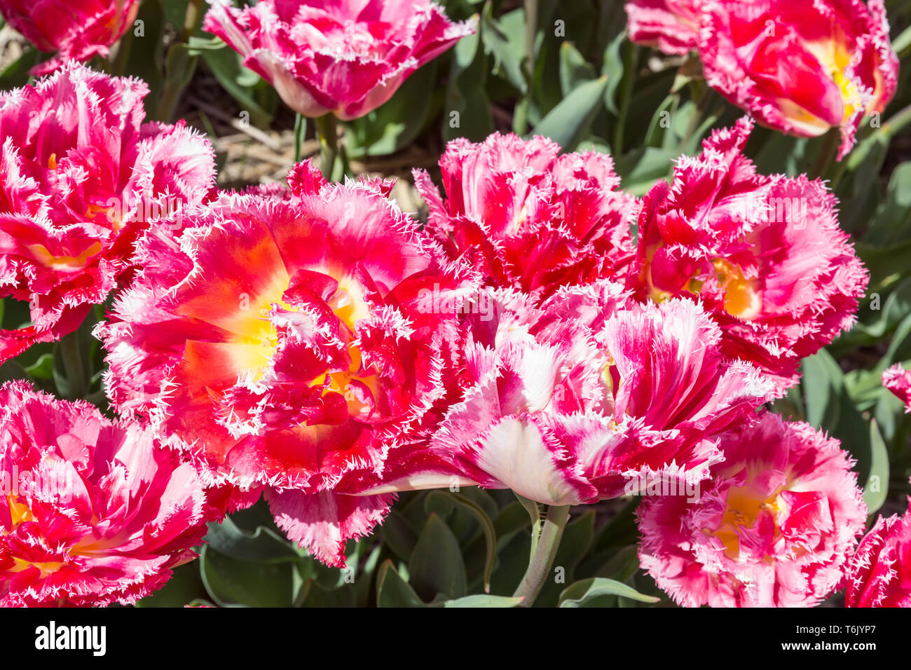 Top view of beautiful purple tulip Stock Photo - Alamy
